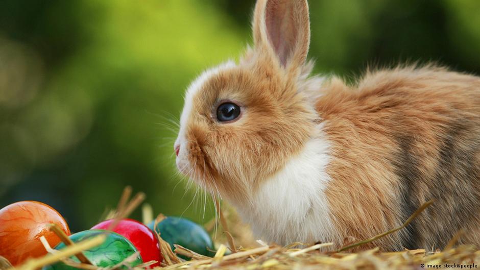 All about the Easter bunny – DW – 04/01/2015