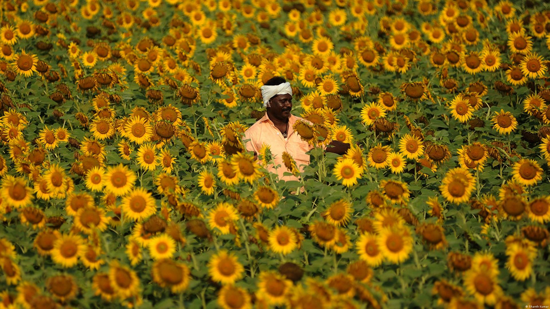 Sunflowers