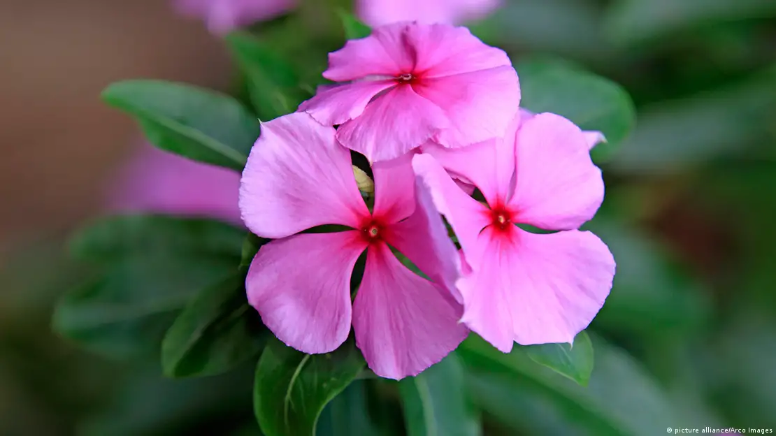 Vinca Rosea Medicinal Uses Apocyanaceae| Anti Cancer Drug|