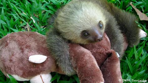 Baby Sloths Cuddling