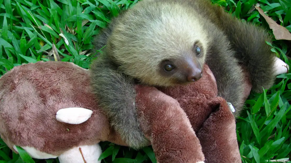 Sloths Hugging People