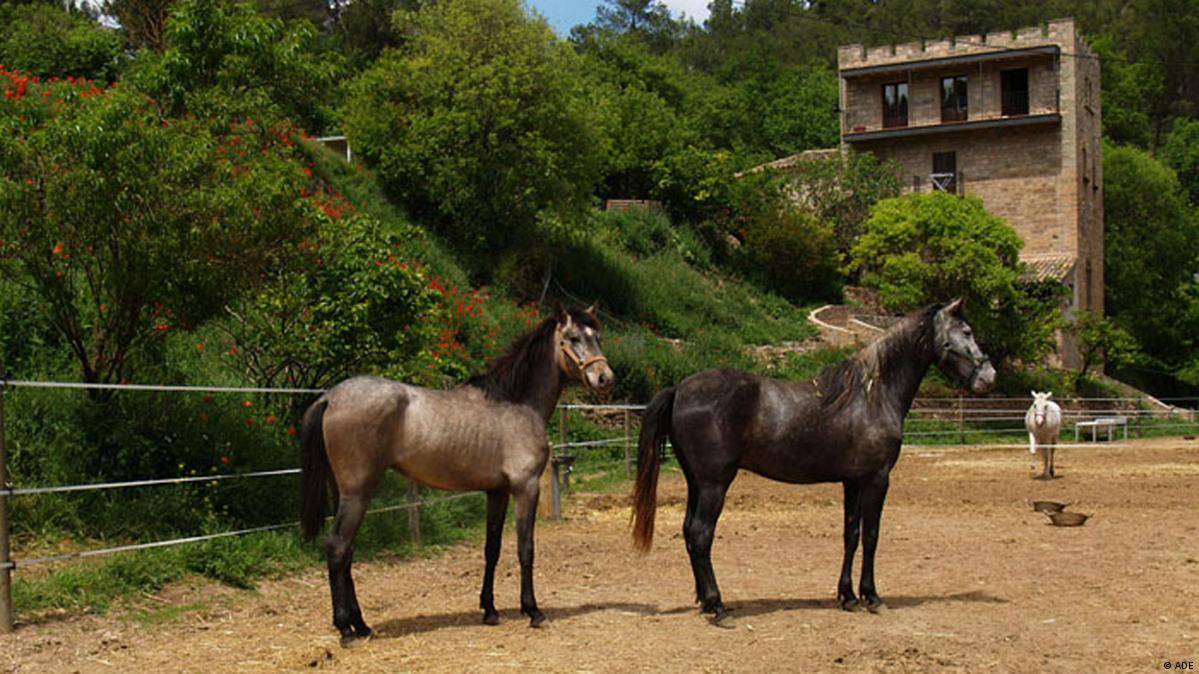 Caballos En Refugios Para Caballos