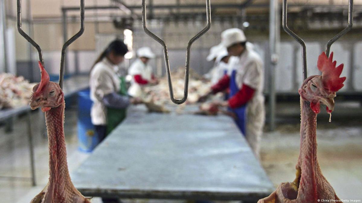 Are you a meat addict? – DW – 06/24/2016