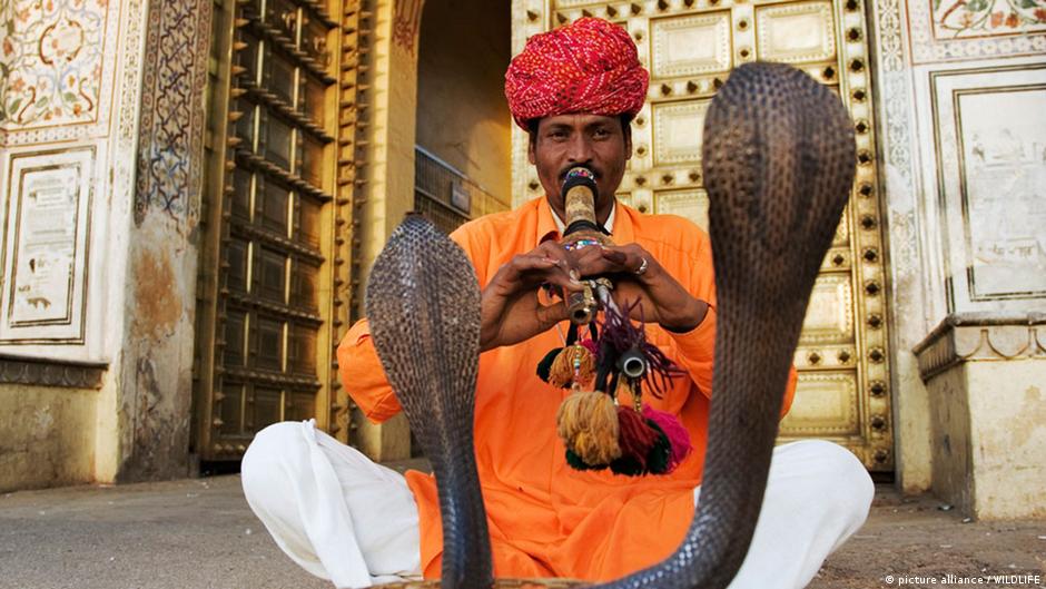 World Snake Day: India's vanishing snake charmers – DW – 07/16/2017