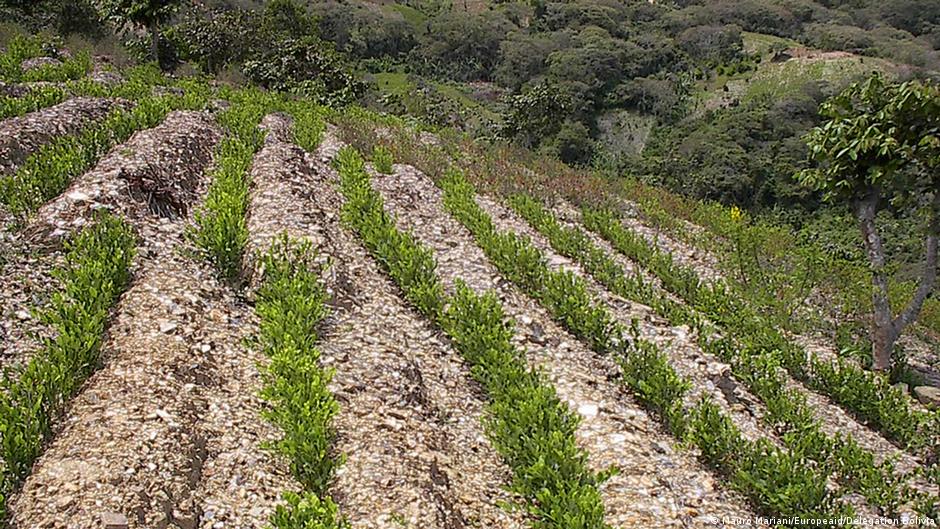 Bolivia's Senate allots more land to coca crops – DW – 02/25/2017