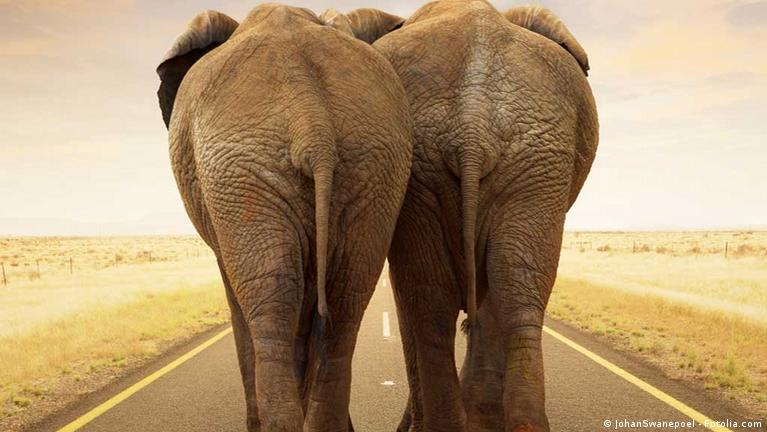 Elefantenrennen – DW – 09/02/2015