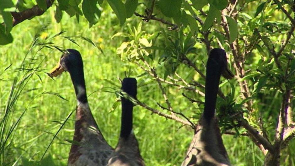 Using Ducks to Catch Slugs – DW – 08/09/2013