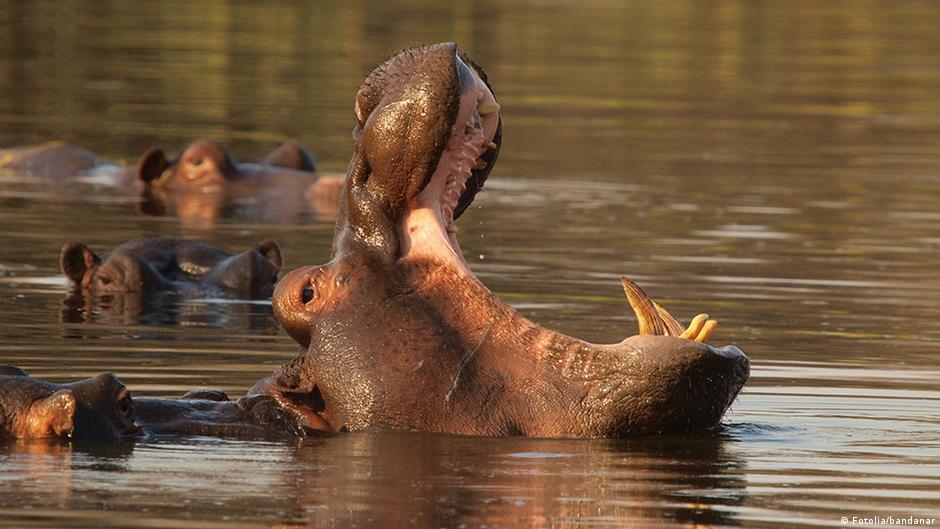 A group of hippos makes a...