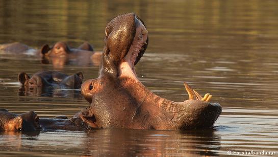 A group of hippos makes a... – DW – 01/21/2015