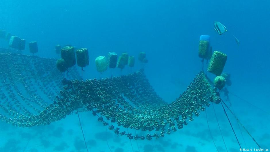 Saving coral reefs in the Seychelles – DW – 09/12/2013