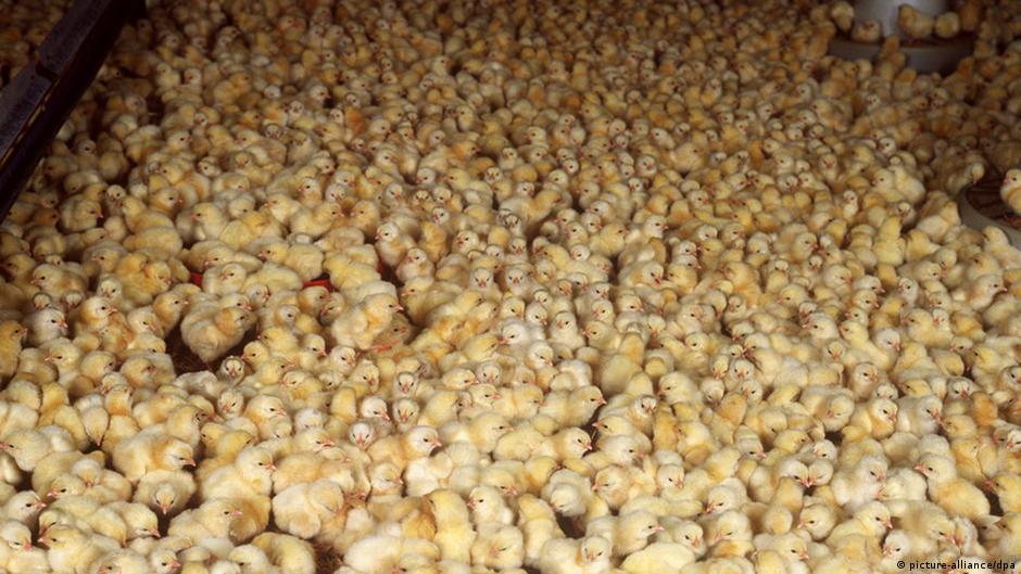 Humane chicken farming – DW – 04/09/2015