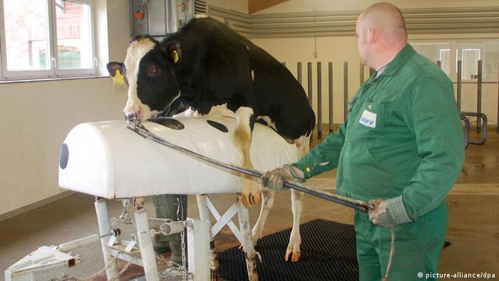 Govedarstvo: Ženke se više cijene | Panorama | DW | 20.08.2013