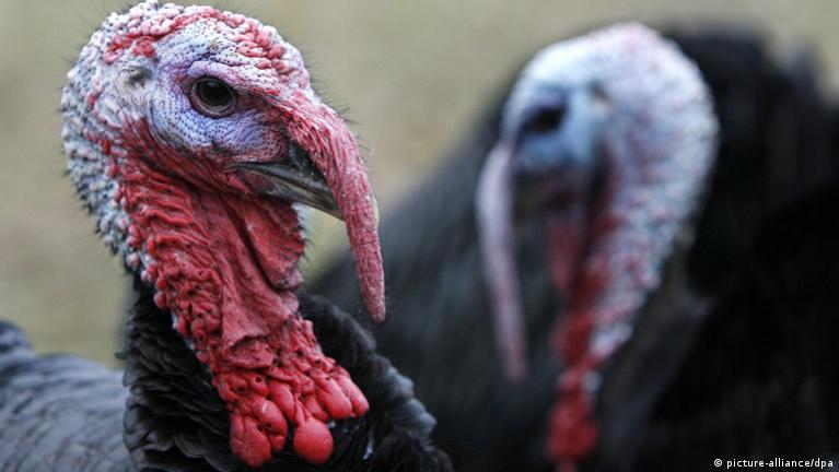 Cute, resilient and rare: old livestock breeds – DW – 08/29/2013