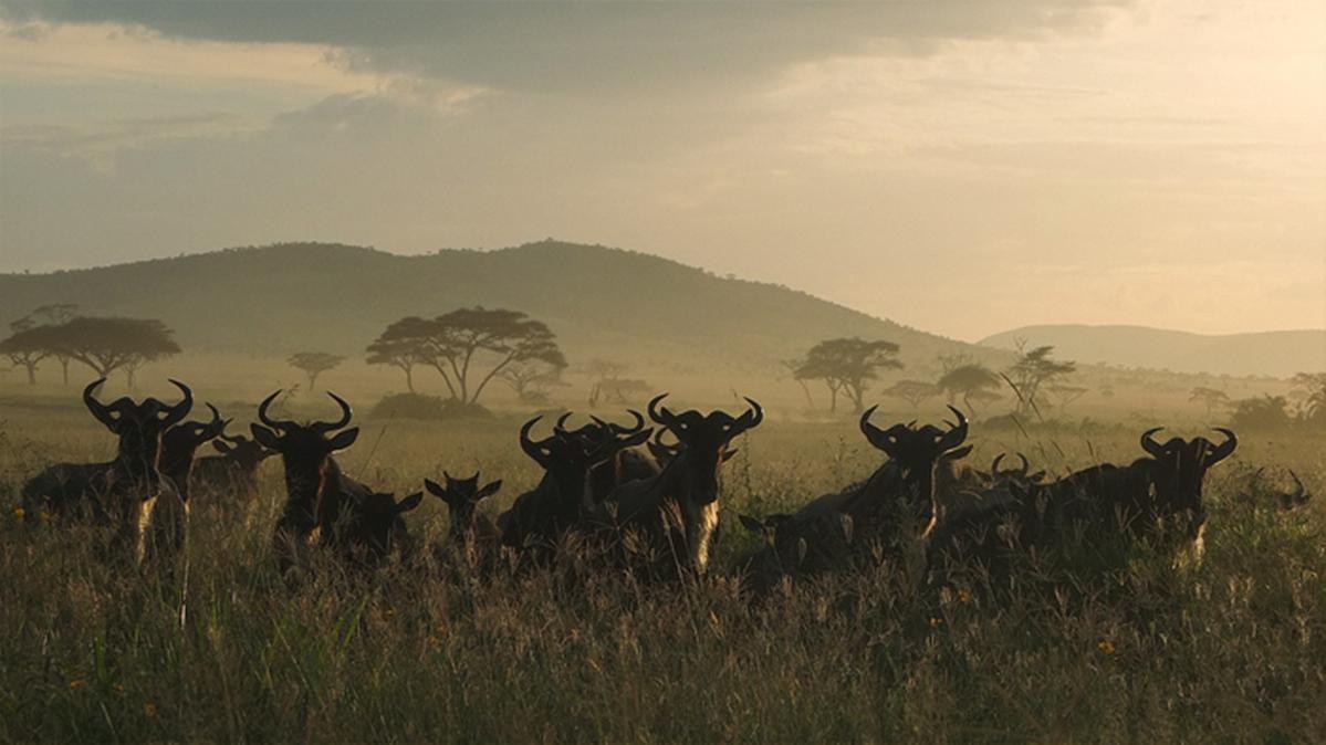 Wildebeest on the move – DW – 06/22/2017