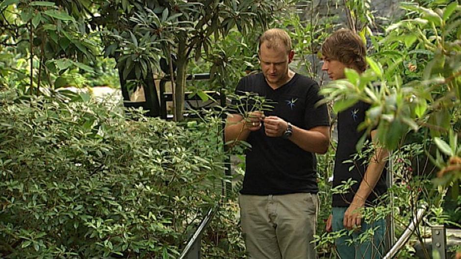 La naturaleza como modelo – DW – 12/09/2013