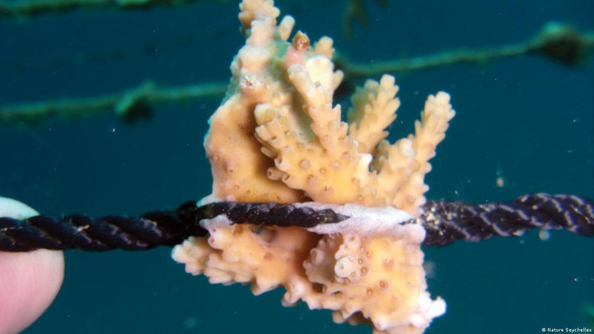 Rescuing reefs – DW – 09/18/2013