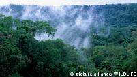 Congo Basin conservation