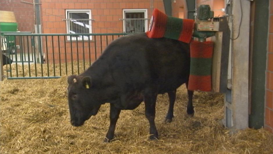 Wellness im Stall – DW – 29.10.2013