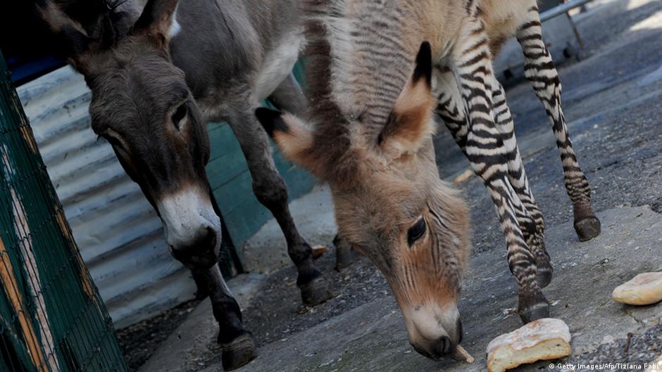 Hybrid animals - freaks of nature, or evolution? – DW – 11/20/2015