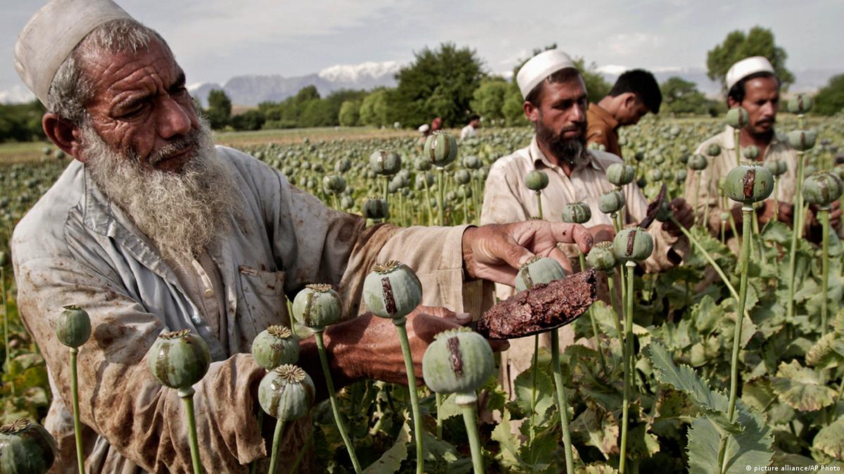 Afghan poppy production soars – DW – 10/28/2014