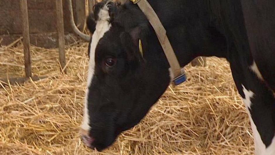 Revolution in the Barn - Cows Send Data Via Text Message – DW – 12/03/2013