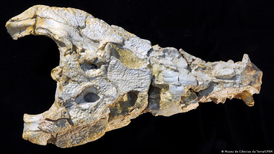 Pesquisadores identificam réptil que viveu há 65 milhões de anos no ...