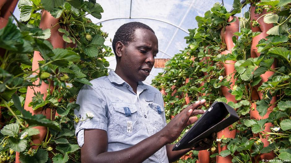 Young Kenyan professionals turn to farming – DW – 01/24/2014