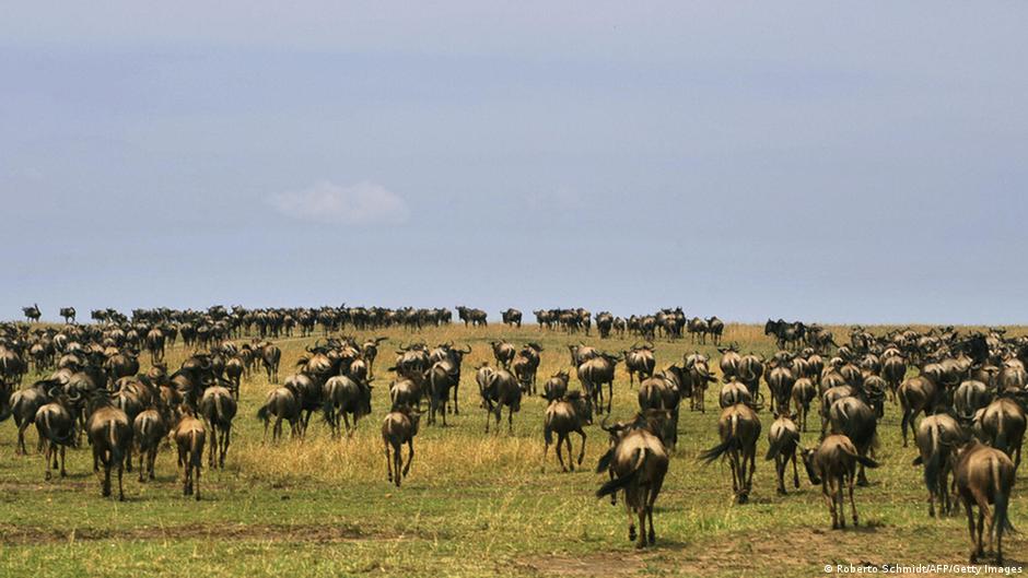 Migratory species 2014 – DW – 12/18/2014