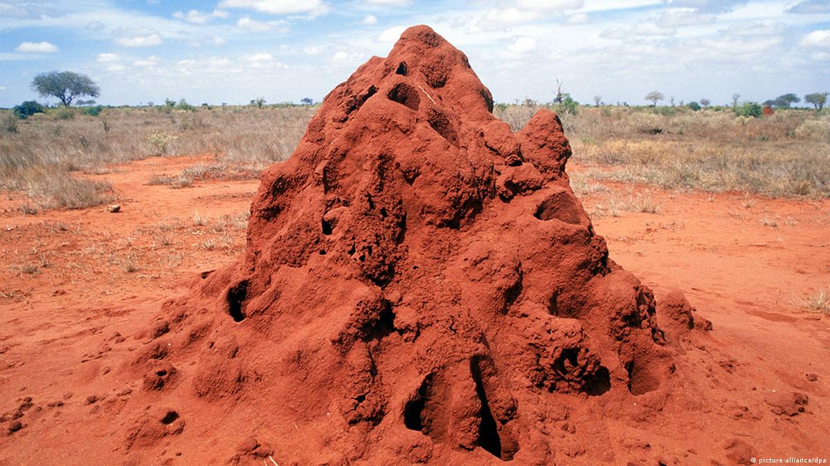 Termite air-conditioning – DW – 09/07/2015