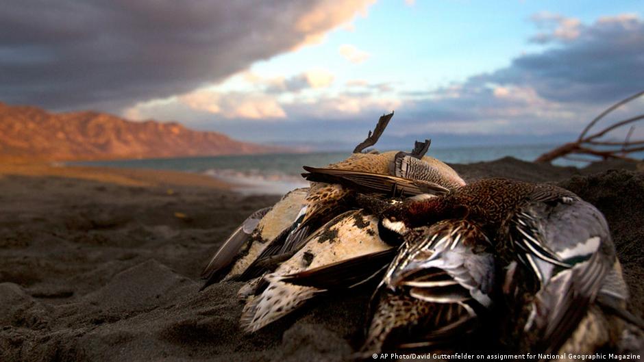 UN task force tackles illegal bird killing – DW – 06/23/2016