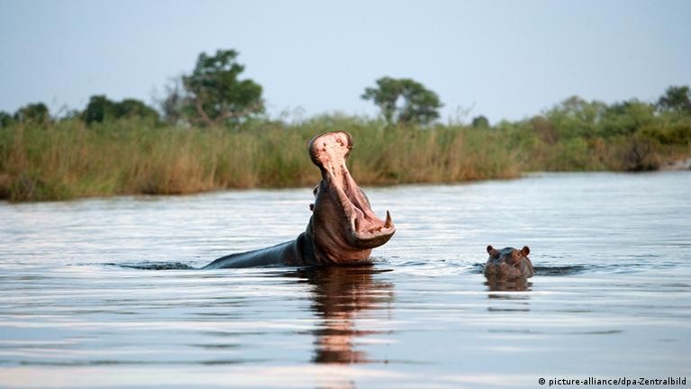 Hippo hunting – DW – 09/29/2016