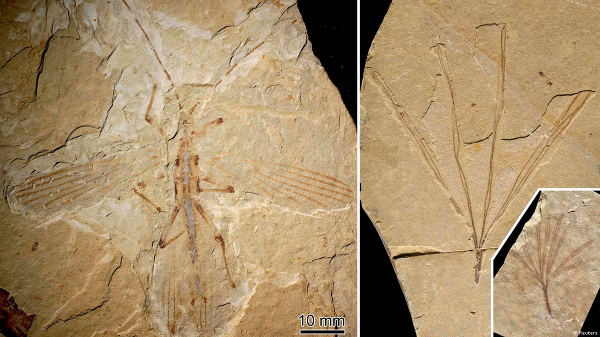 The new insect tree of life – DW – 11/10/2014