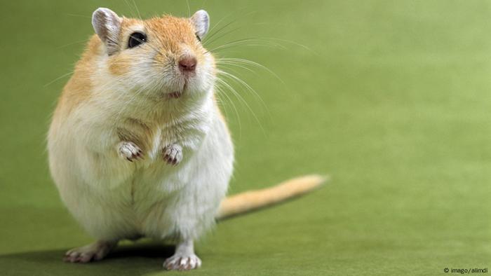 Kiprah Hewan Militer | Semua konten media | DW | 01.05.2014