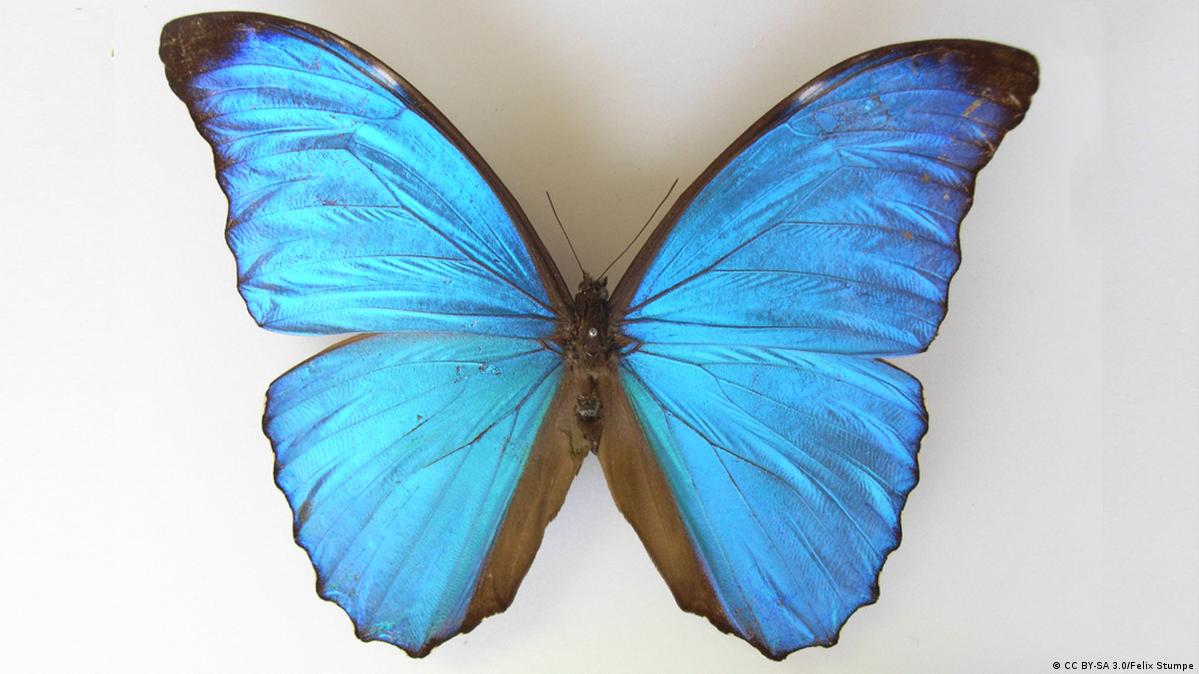 My favorite - the Morpho amathonte butterfly – DW – 12/04/2014