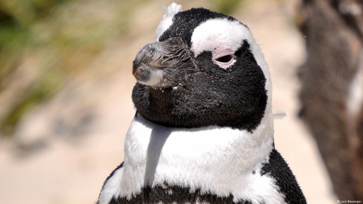 Penguins need protection – DW – 04/25/2014