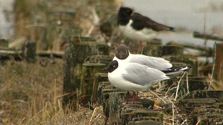 Westerhever - Wadden Sea Birdwatching – DW – 05/03/2014