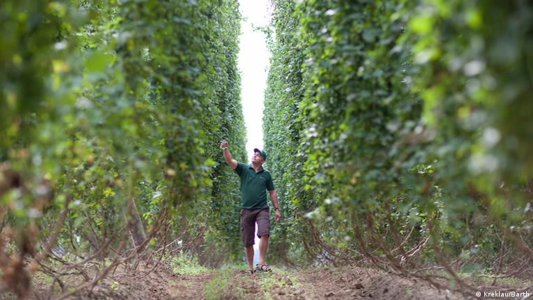 German hops for craft beers – DW – 05/14/2014