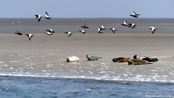 Europe′s Wadden Sea seals on the ′up′ | Environment | All topics from ...