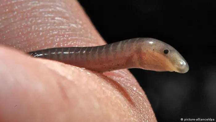 A little worm crawling on someone's skin