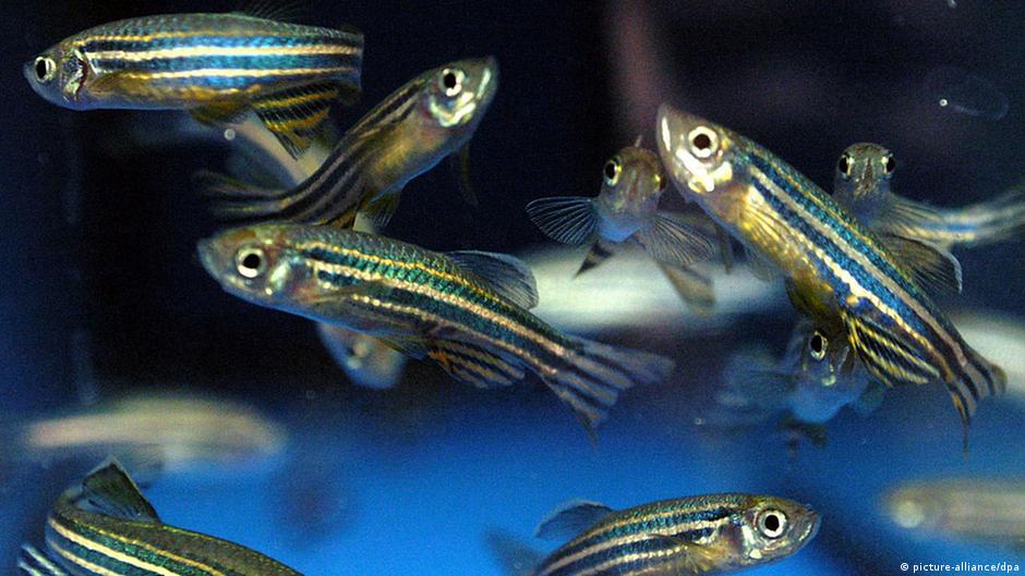 Peixe-zebra ajuda pesquisa sobre diversidade de espécies – DW – 22/01/2015