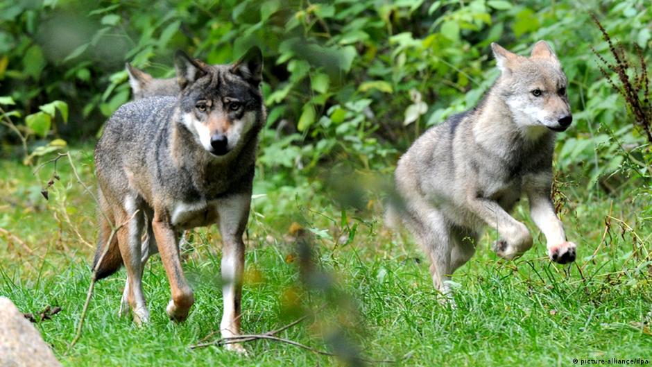 Disappearing wolves in Romania – DW – 06/12/2014
