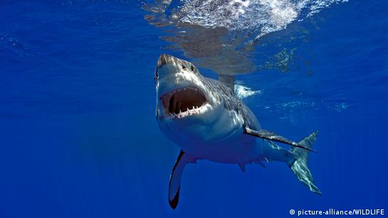 The world's actual deadliest animals – DW – 07/20/2015