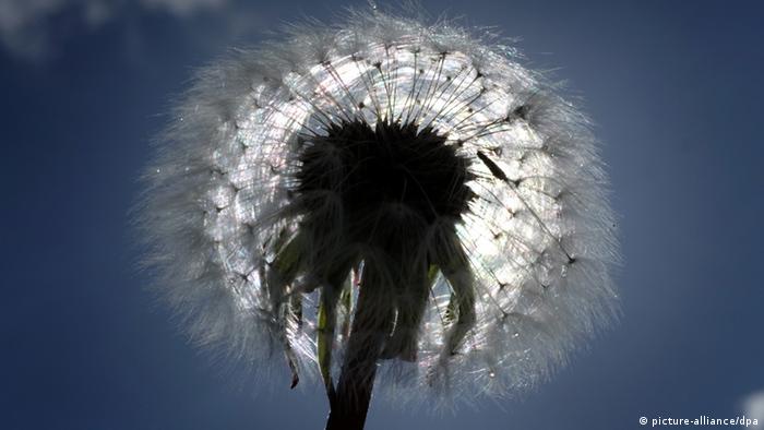 Pusteblume