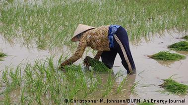 Saltwater kills rice – DW – 09/29/2014