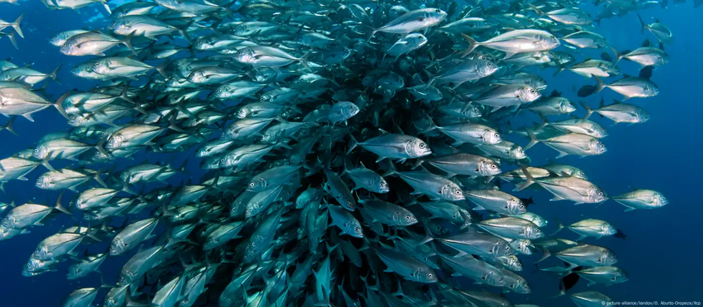 How to count all the fish in the sea DW 11 16 2016