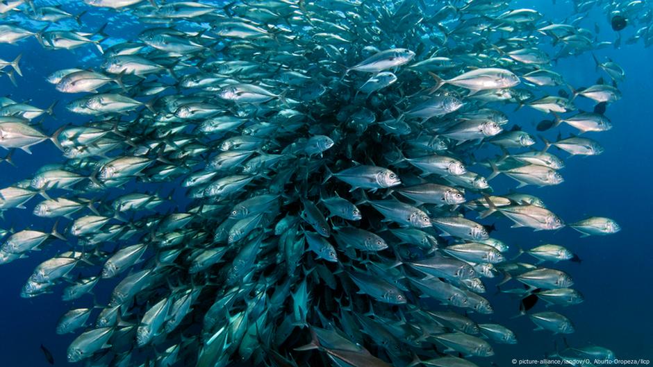 How To Count All The Fish In The Sea DW 11 16 2016
