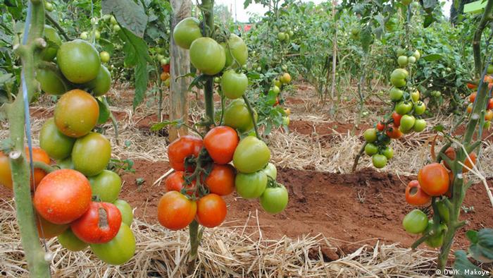 Technology boosts Tanzanian farmers | Africa | DW | 11.09.2014
