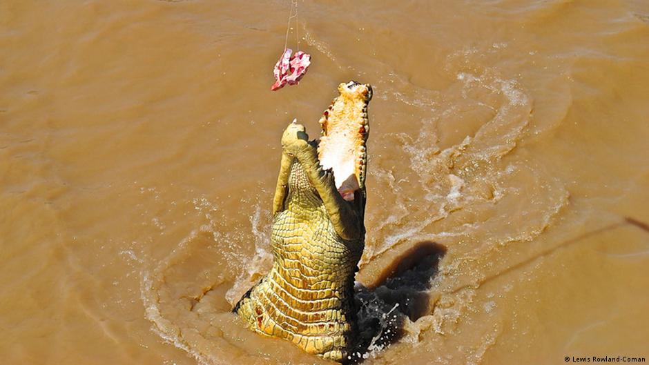 Living with predators – DW – 12/10/2014