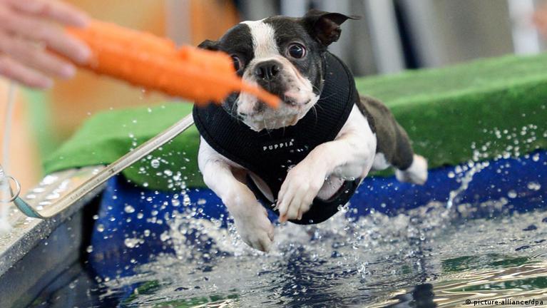 Going a little wild: when animals have fun – DW – 06/23/2016