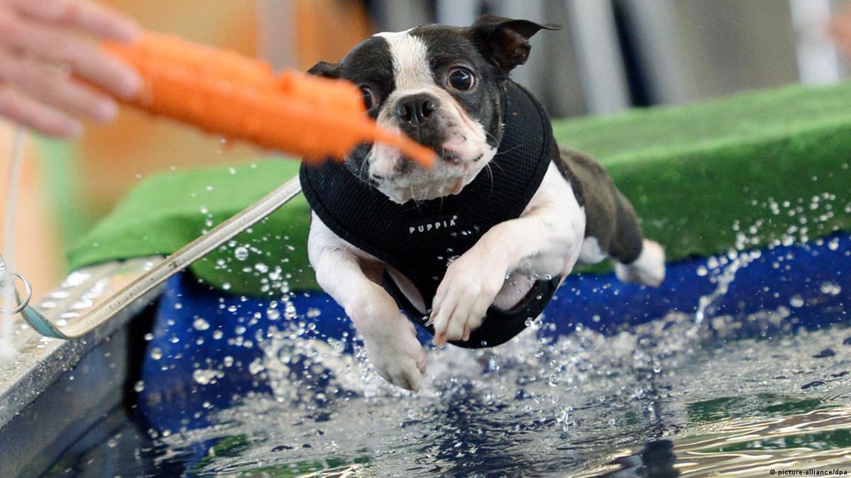 Going a little wild: when animals have fun